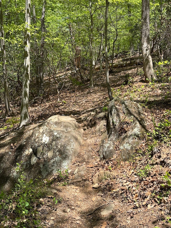 Fuzzy Mango Mountain Biking Trail - Charlottesville