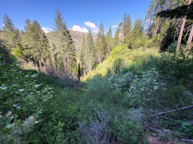 FR1S13 Multi Trail - Buck Meadows, California