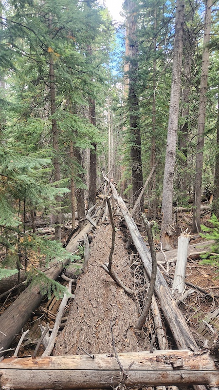 Log Jammin' Mountain Biking Trail - Greer, Arizona