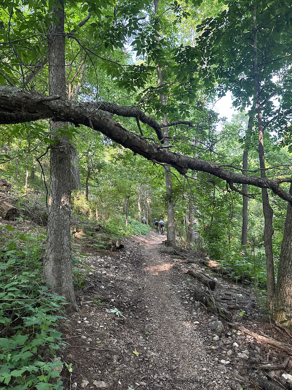 Sally Trail (mid) Mountain Biking Trail - Bella Vista, AR