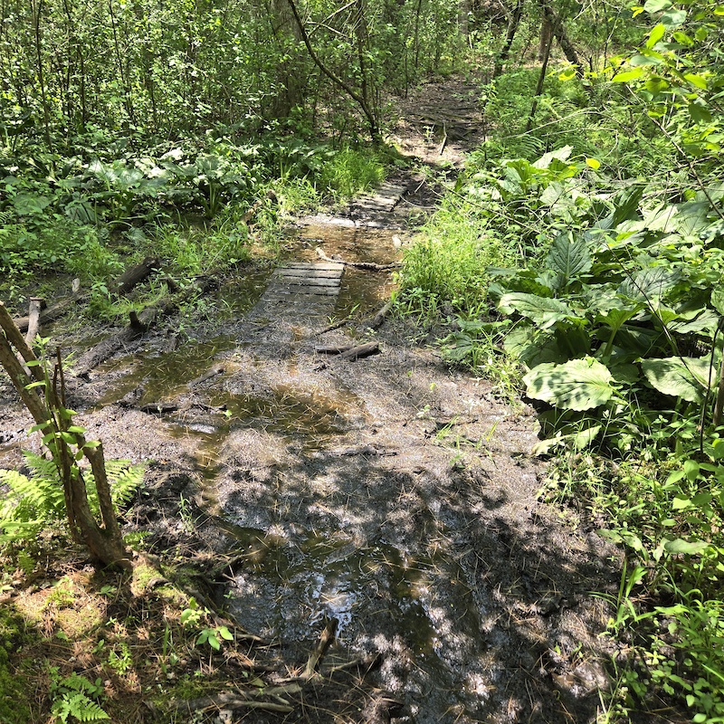 Jun 12, 2025 The Great Swamp Coaster Trail Report | Trailforks