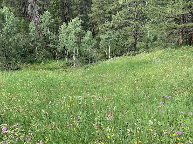Gordon Gulch Mountain Biking Trail - Nederland, Colorado