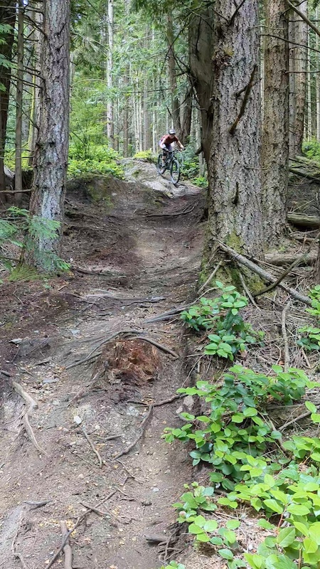 Rick Rolled Mountain Biking Trail - Bellingham, WA