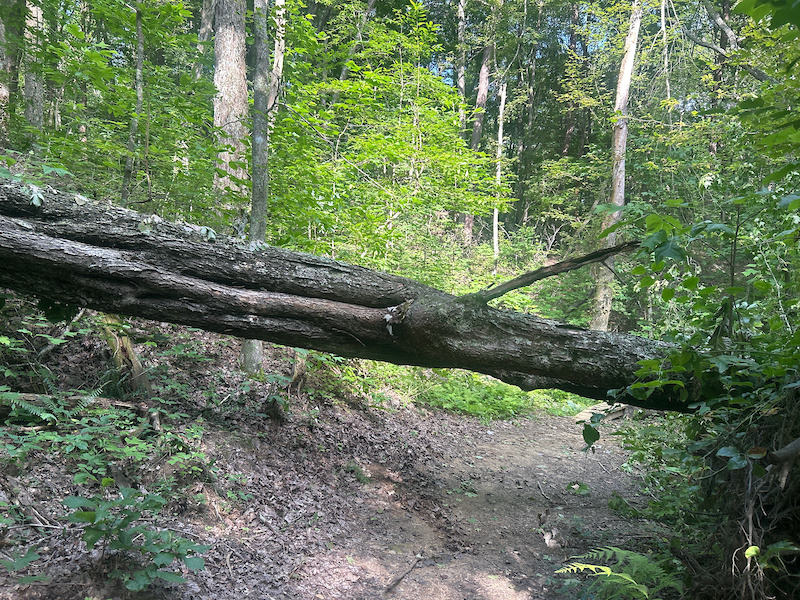 Chalkeye Loop Multi Trail - Durham, Georgia | Trailforks