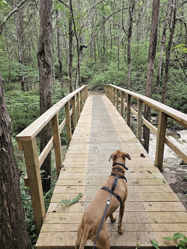 Legacy Loop Trail Mountain Biking Trail - Huntsville