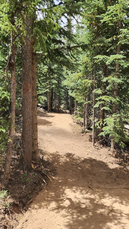 Upper Cartoon Forest Mountain Biking Trail - Greer