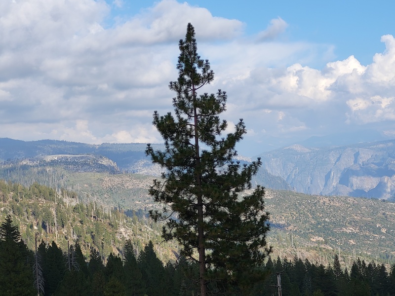 Crane Flat South Landing Road Multi Trail - Yosemite