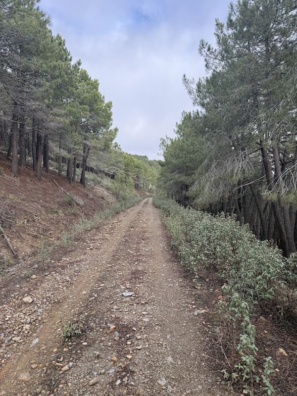 Los Torneros Multi Trail - tamajon | Trailforks