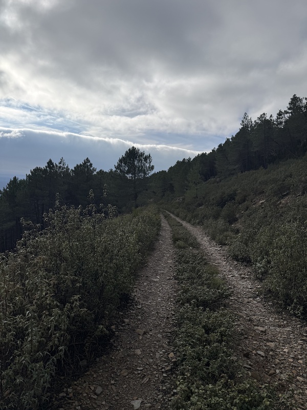 Los Torneros Multi Trail - tamajon | Trailforks
