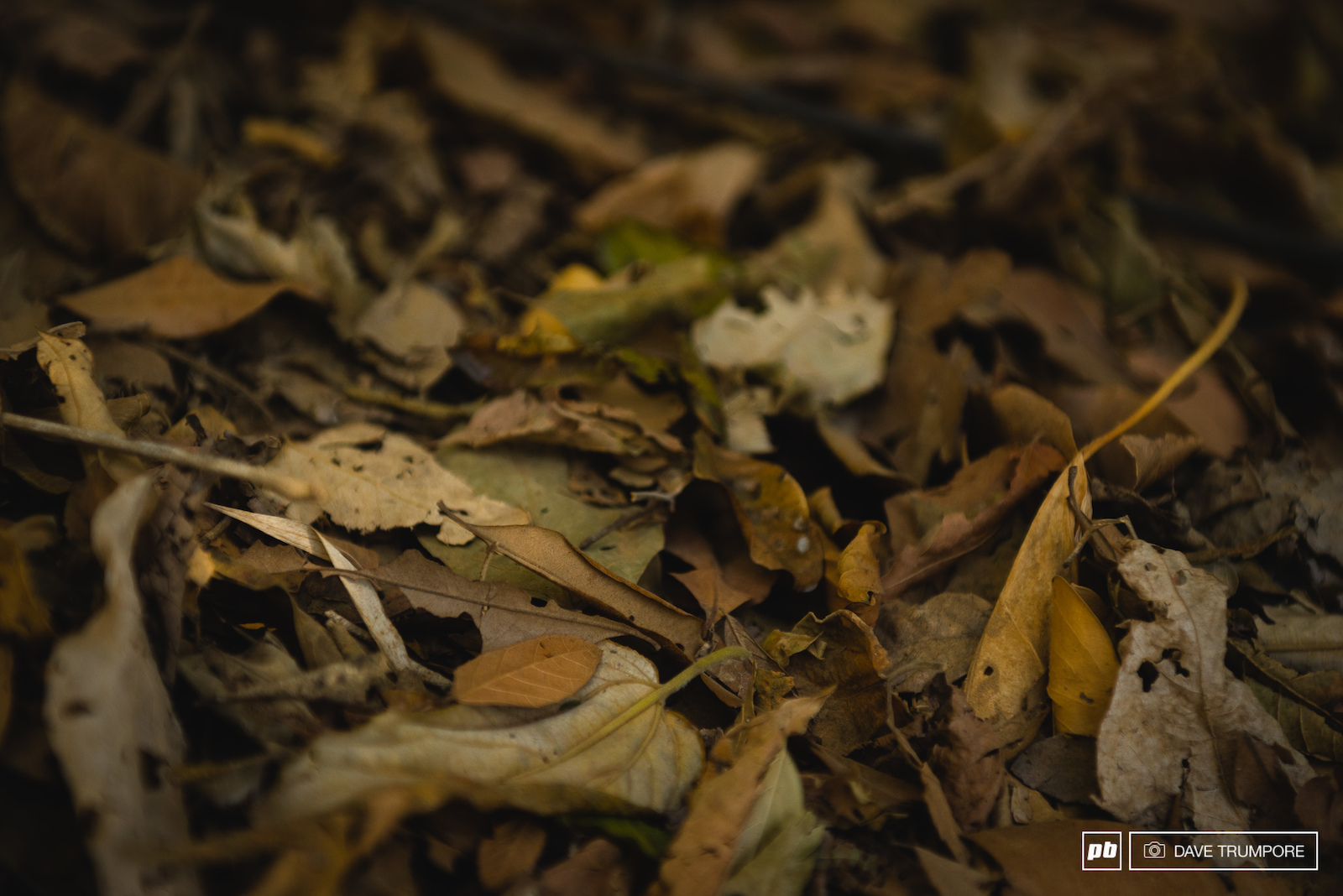 Aussie, Aussie, Aussie: Timed Runs and Seeding Photo Epic - Cairns DH ...