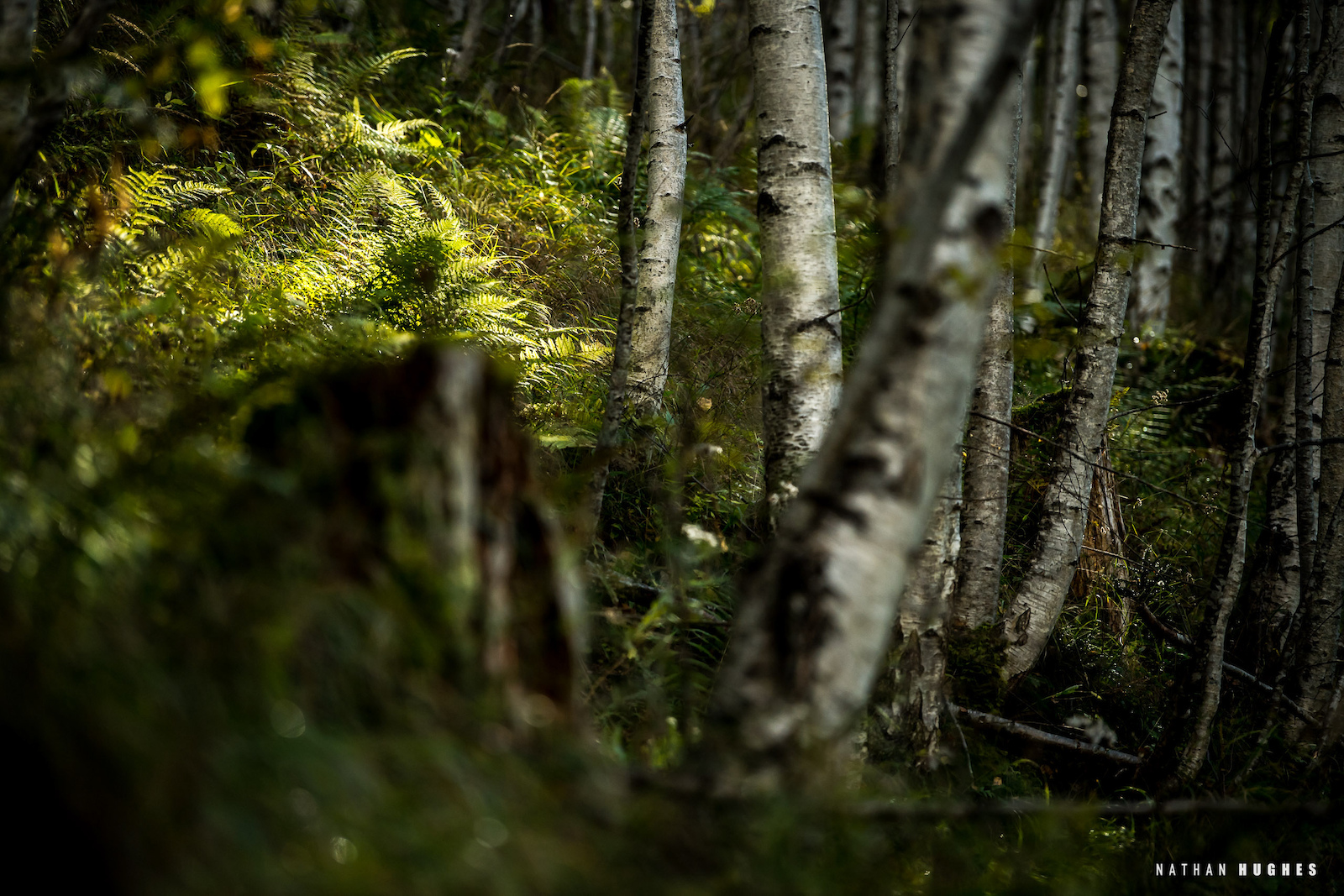 Photo Epic: Deep Woods - Remi Thirion Versus the Forest - Pinkbike