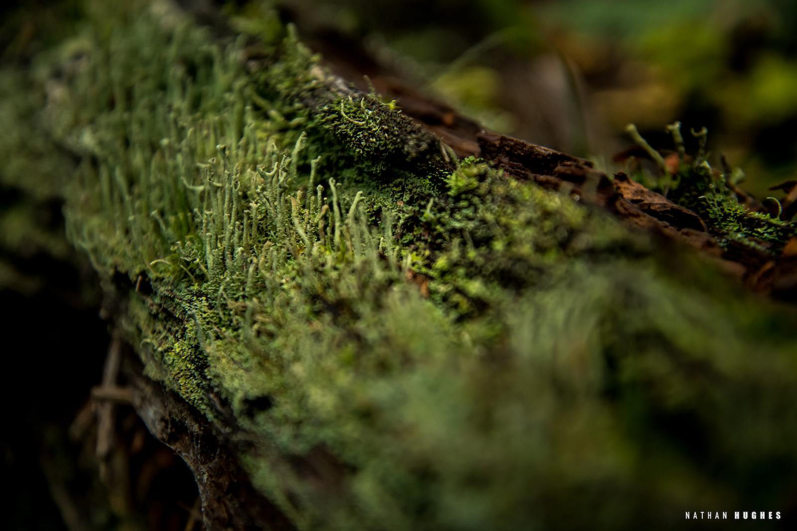 Photo Epic: Deep Woods - Remi Thirion Versus the Forest - Pinkbike