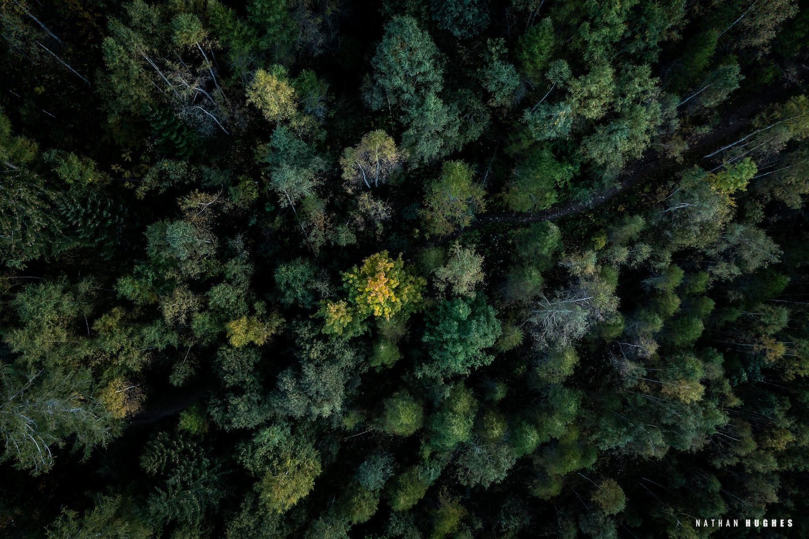 Photo Epic: Deep Woods - Remi Thirion Versus the Forest - Pinkbike