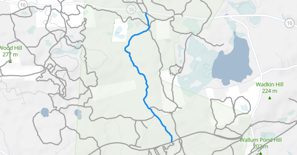 Midstate Central - Douglas State Forest Multi Trail - Douglas