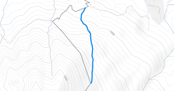 Bootleg Trail (Lower) Hiking Trail - Issaquah, Washington