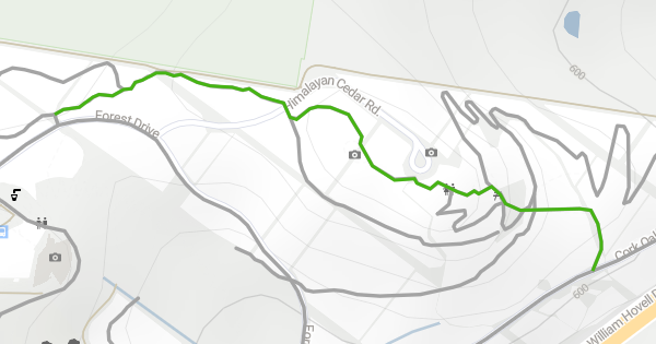 Himalayan Cedar Trail Mountain Biking Trail - Canberra