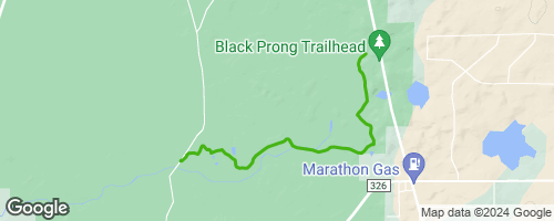 Goethe State Forest Trail Multi Trail - Dunnellon, FL