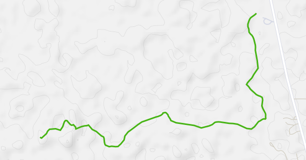 Goethe State Forest Trail Multi Trail - Dunnellon, FL